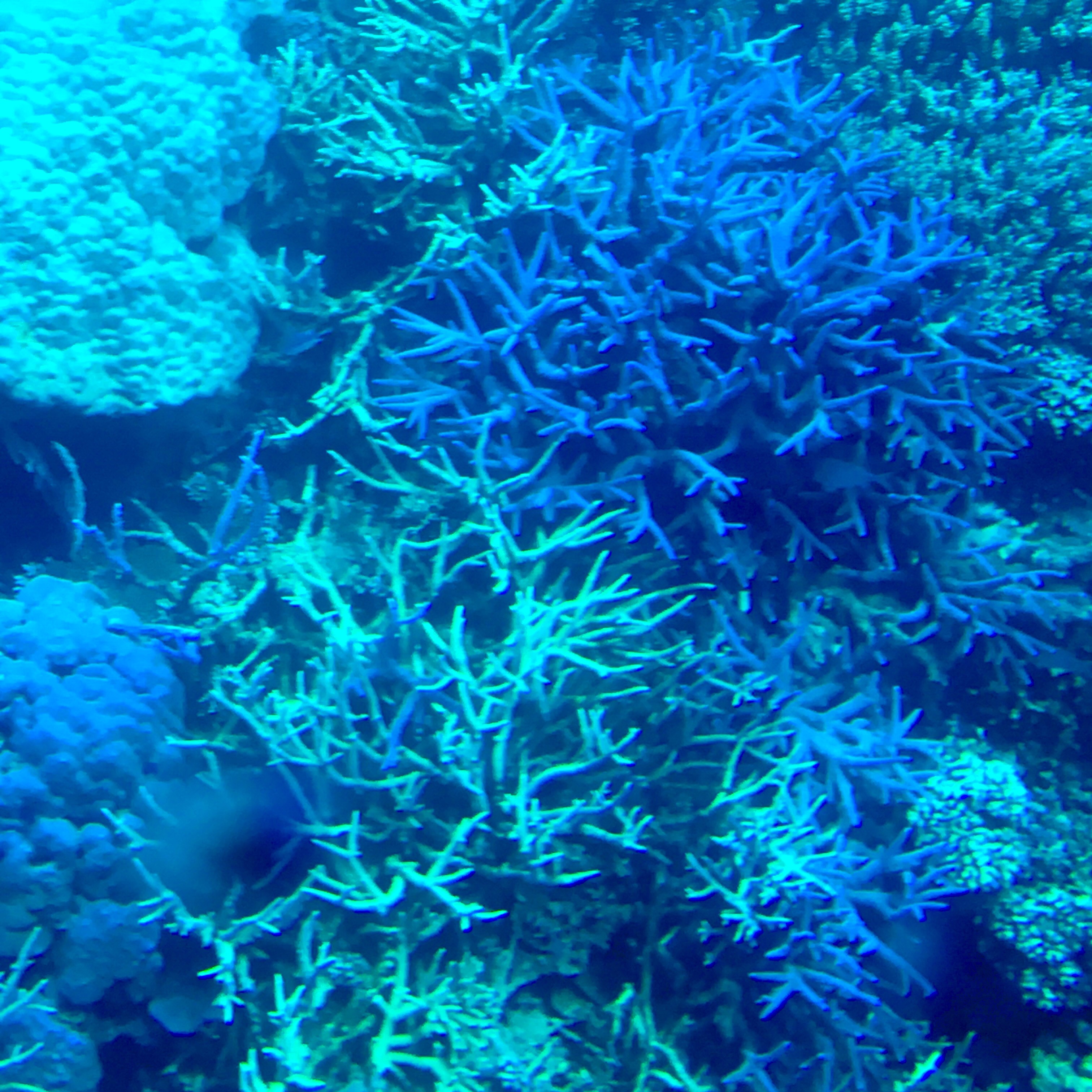 Great Barrier Reef – elizabeth rice grossman